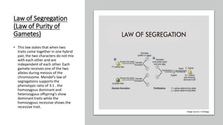 Mendel’s Law of Inheritance.pptx