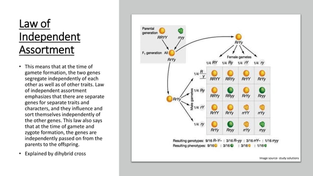 Mendel’s Law of Inheritance.pptx
