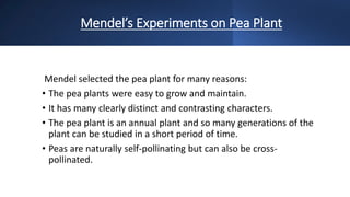 Mendel’s Law of Inheritance.pptx