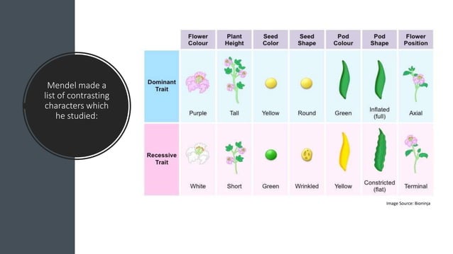 Mendel’s Law of Inheritance.pptx