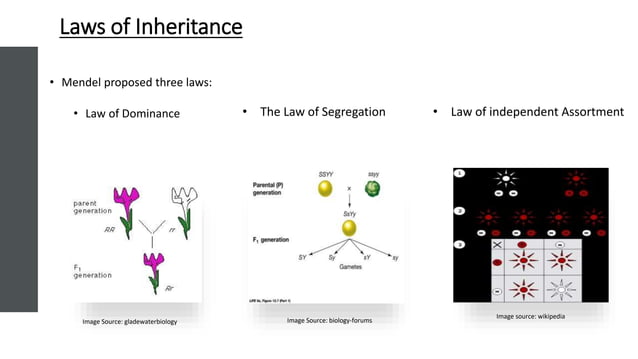Mendel’s Law of Inheritance.pptx
