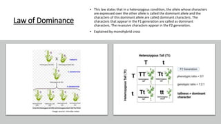 Mendel’s Law of Inheritance.pptx