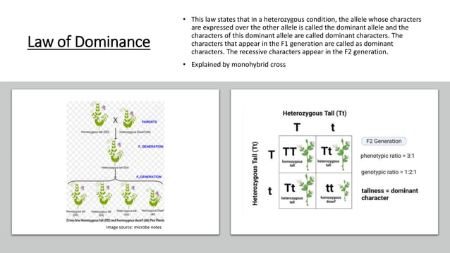 Mendel’s Law of Inheritance.pptx