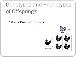 Mendel's Law of Inheritance Power Point Presentation for Senior ...