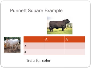 Mendel's Law of Inheritance Power Point Presentation for Senior ...
