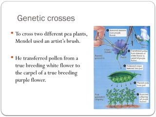 Mendel's Law of Inheritance Power Point Presentation for Senior ...