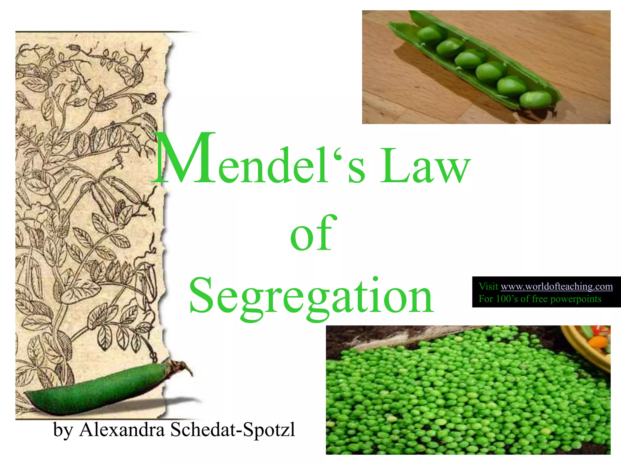 mendels_law_of_segregation.ppt