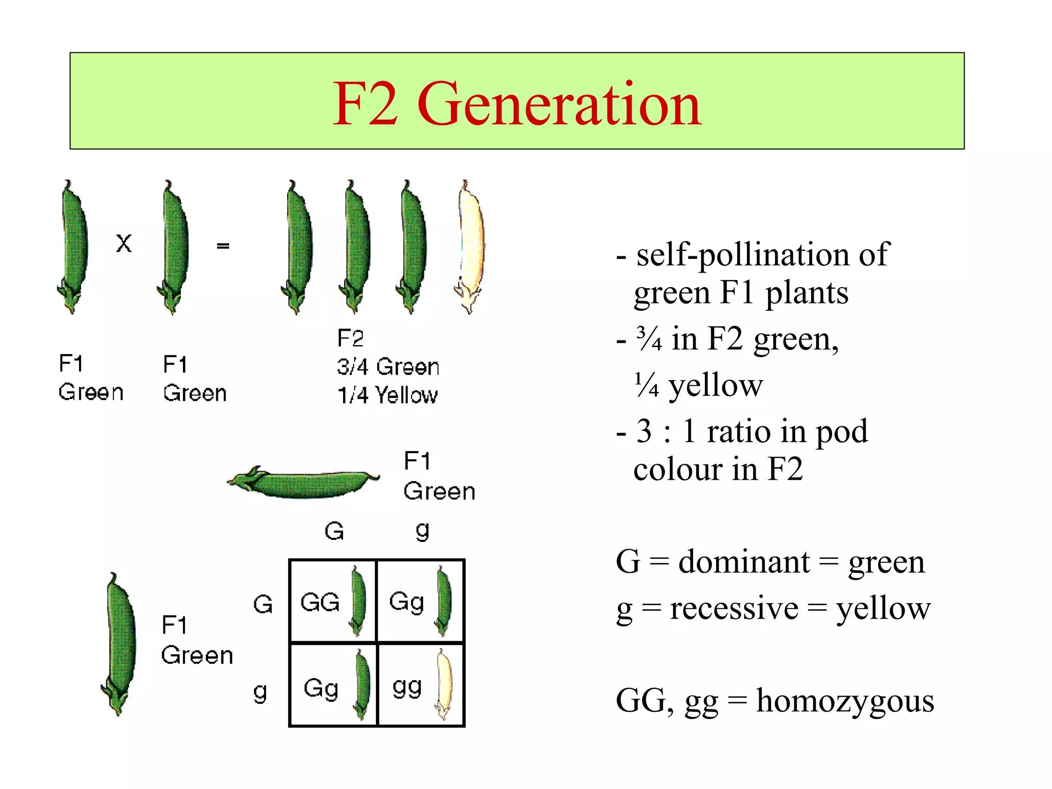mendels_law_of_segregation.ppt