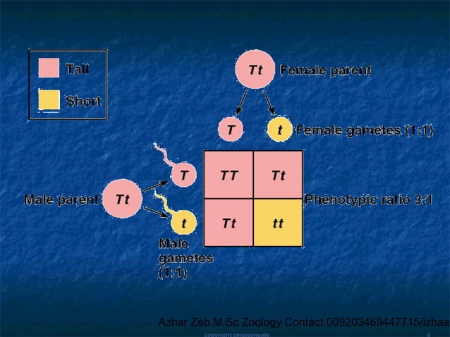 Mendel,s law of segregation( monohybrid cross) | PPT