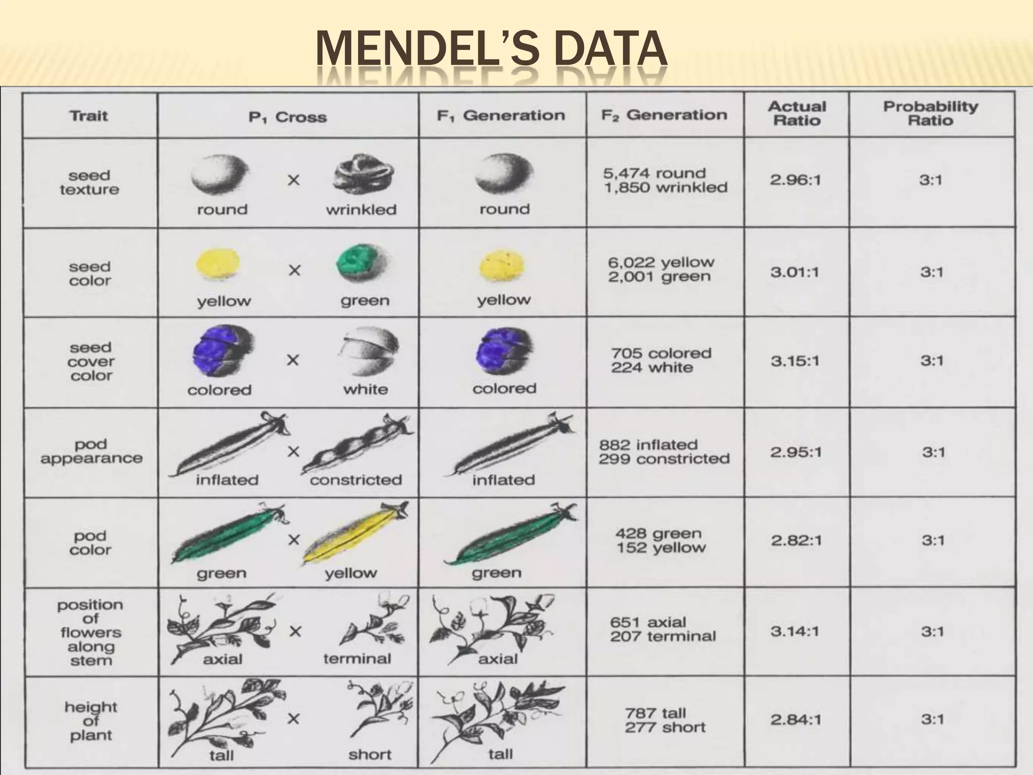 Mendels Laws of Inheritance | PPTX