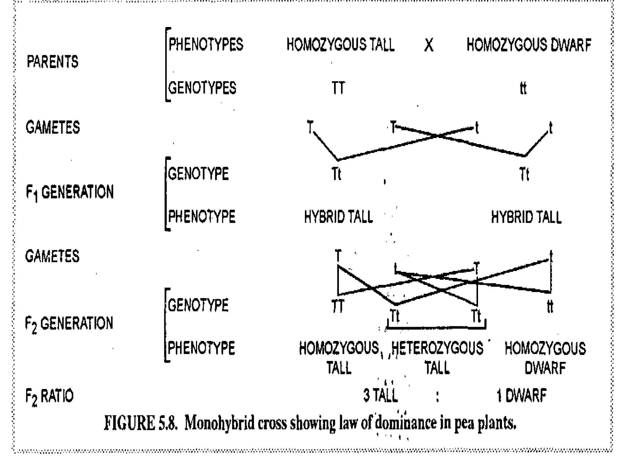 Mendels Laws of Inheritance | PPTX