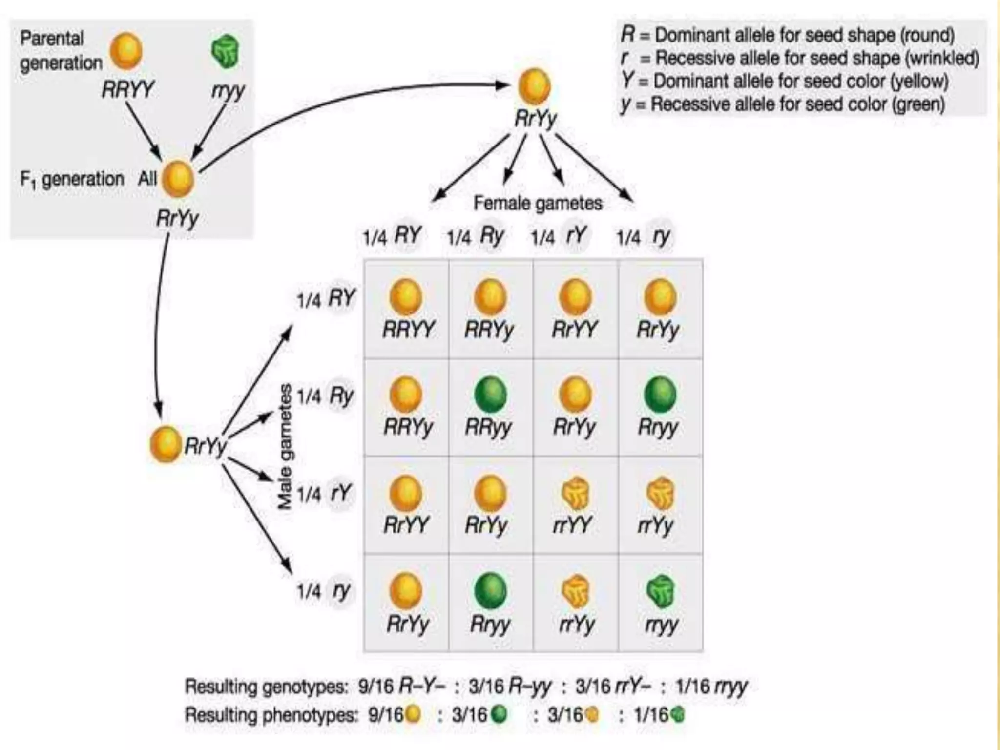 Mendels Laws of Inheritance | PPTX
