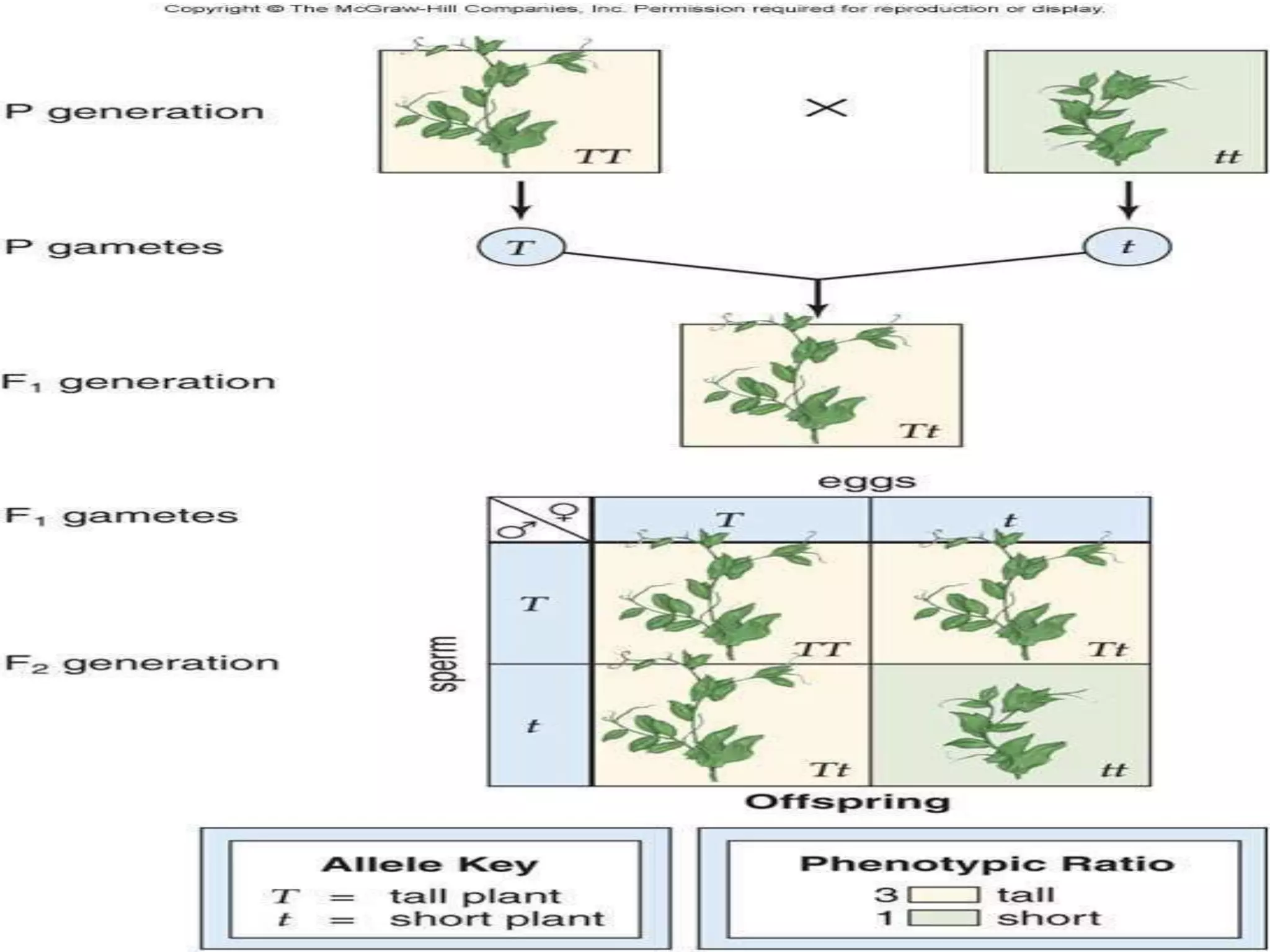 Mendels Laws of Inheritance | PPTX