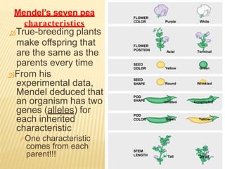 Mendels Laws of Inheritance | PPTX