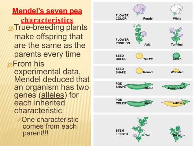Mendels Laws of Inheritance | PPTX | Gardening | Home & Garden