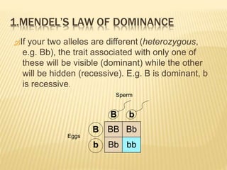 Mendels Laws of Inheritance | PPTX
