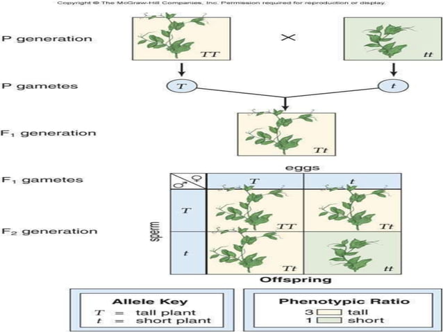 Mendels Laws of Inheritance | PPTX | Gardening | Home & Garden