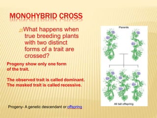 Mendels Laws of Inheritance | PPTX