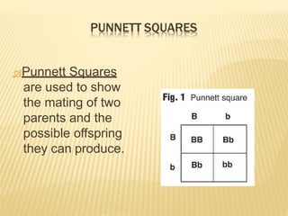 Mendels Laws of Inheritance | PPTX
