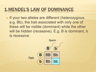 Mendel's laws 31 1 2011 | PPTX