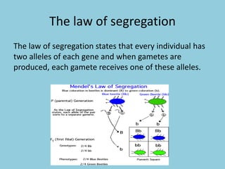 Mendel's laws of heredity | PPTX