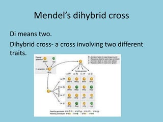 Mendel's laws of heredity | PPTX