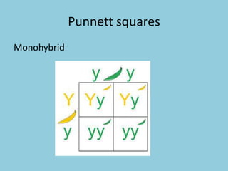 Mendel's laws of heredity | PPTX