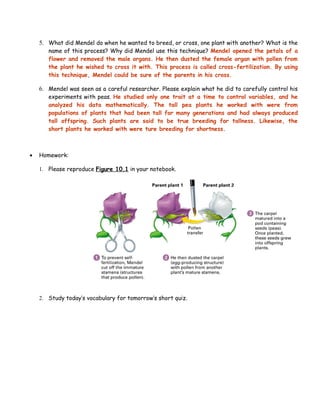 Mendel's laws of heredity part 1 (pp.253-254) - answer key | DOC