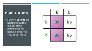 MENDEL’S LAWS OF INHERITANCE.pptx