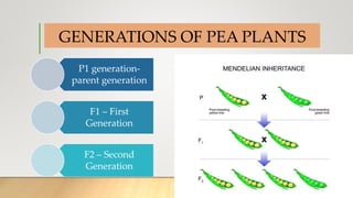 Mendels theory | PPTX