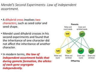 Mendel's Theory of science for american curriculum | PPTX