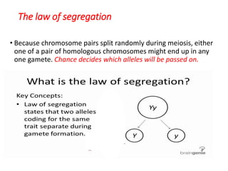 Mendel's Theory of science for american curriculum | PPTX