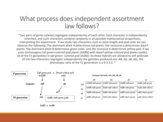 Mendel´s third law; Law of Independent Assortment | PPTX