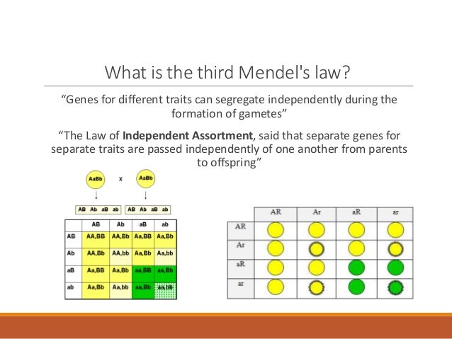 Mendel´s third law; Law of Independent Assortment Mendel´s third law; Law of Independent Assortment
