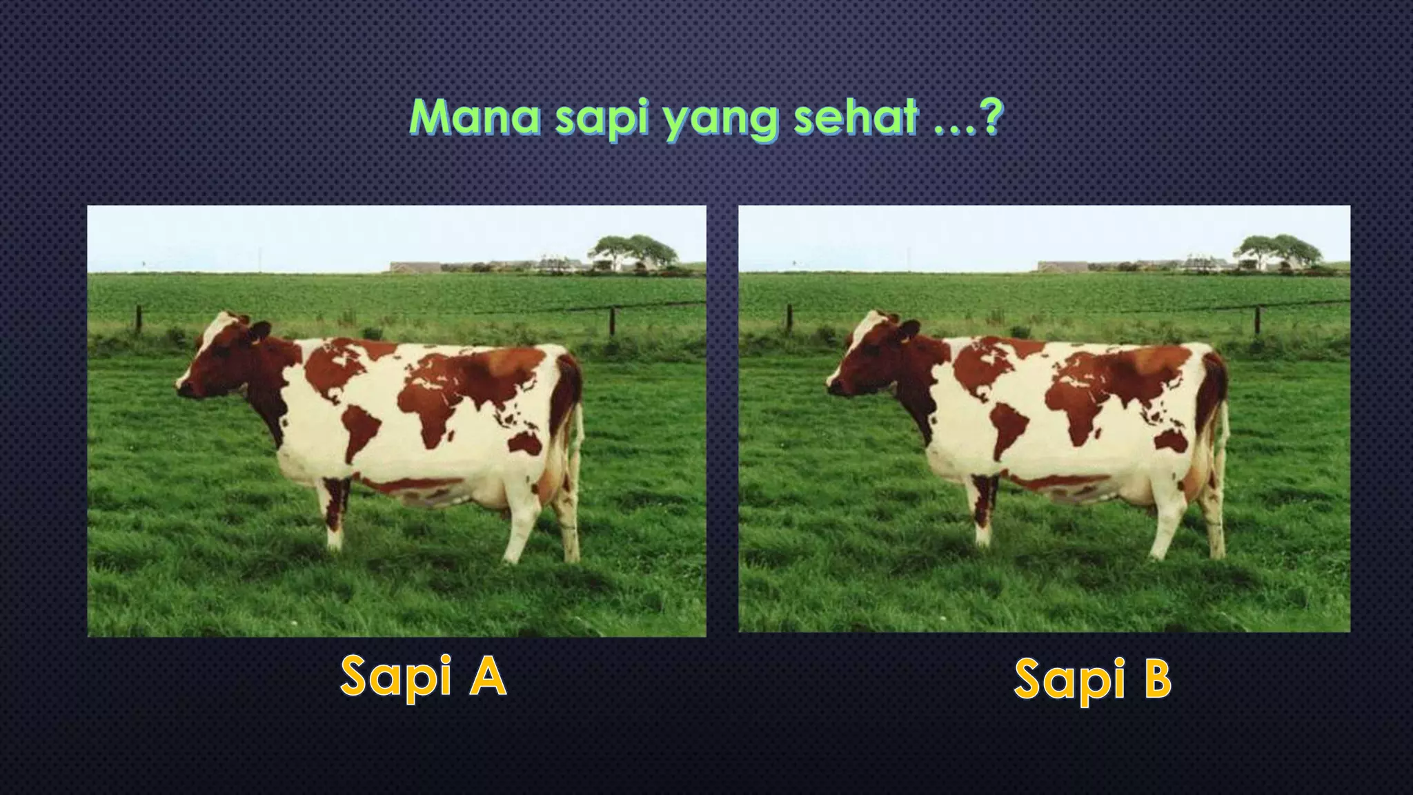 Menganalisis sapi | PPTX