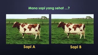 Menganalisis sapi | PPTX
