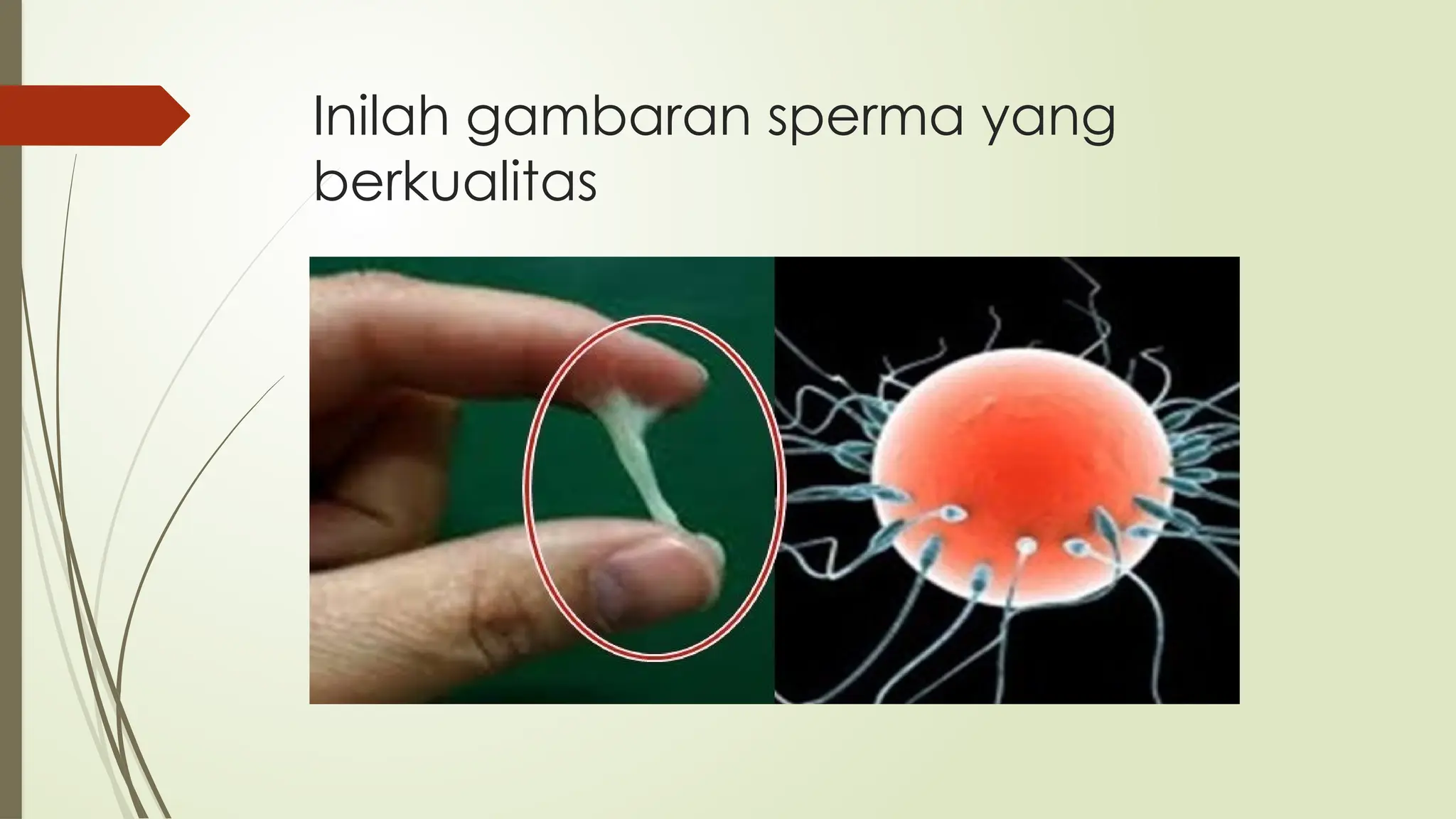 Mengenal alat reproduksi pria dan fungsinya.pptx