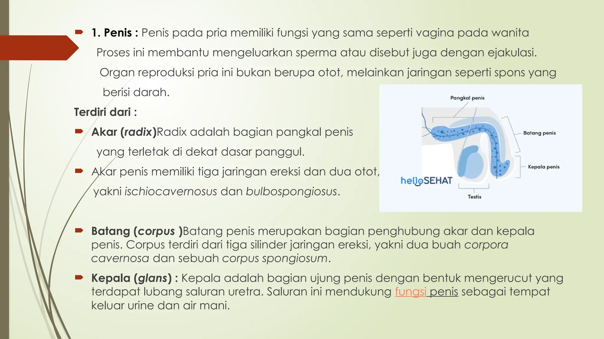 Mengenal alat reproduksi pria dan fungsinya.pptx