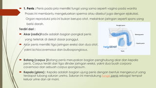 Mengenal alat reproduksi pria dan fungsinya.pptx