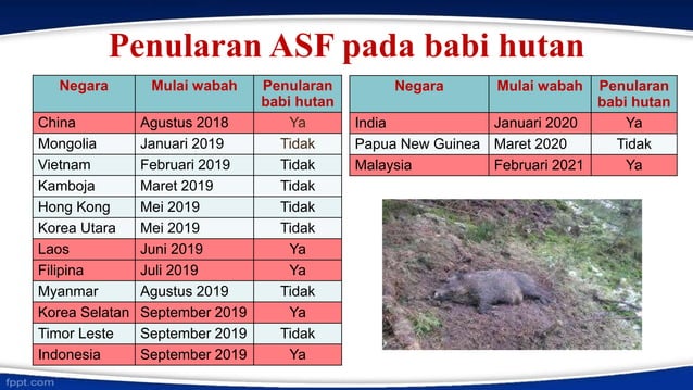 Mengenal ASF dan Mekanisme Penanganannya di Babi Hutan - KLHK, 2 Juni ...