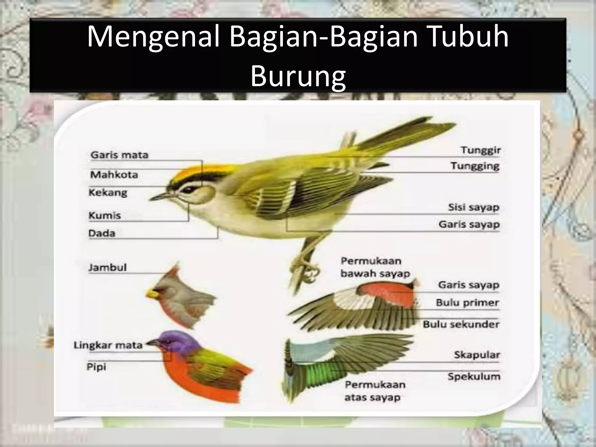 mengenal bagian tubuh hewan.pptx