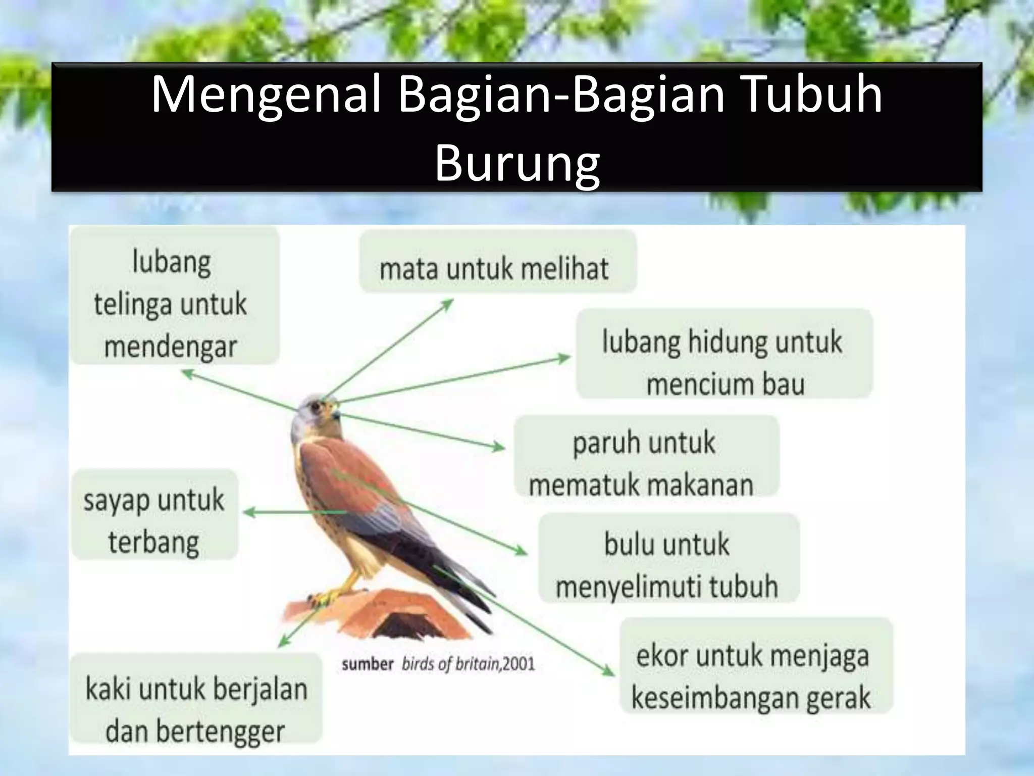 mengenal bagian tubuh hewan.pptx