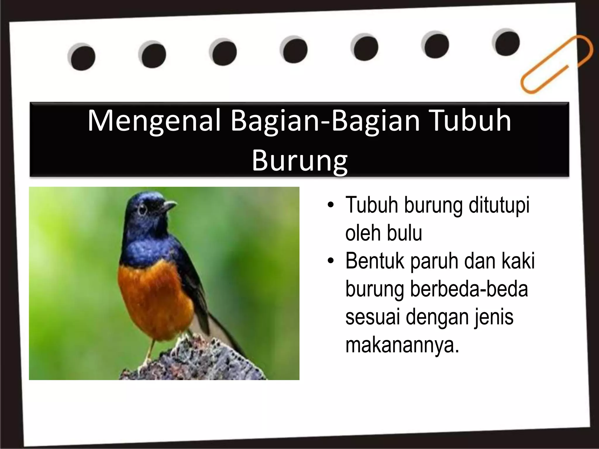 mengenal bagian tubuh hewan.pptx