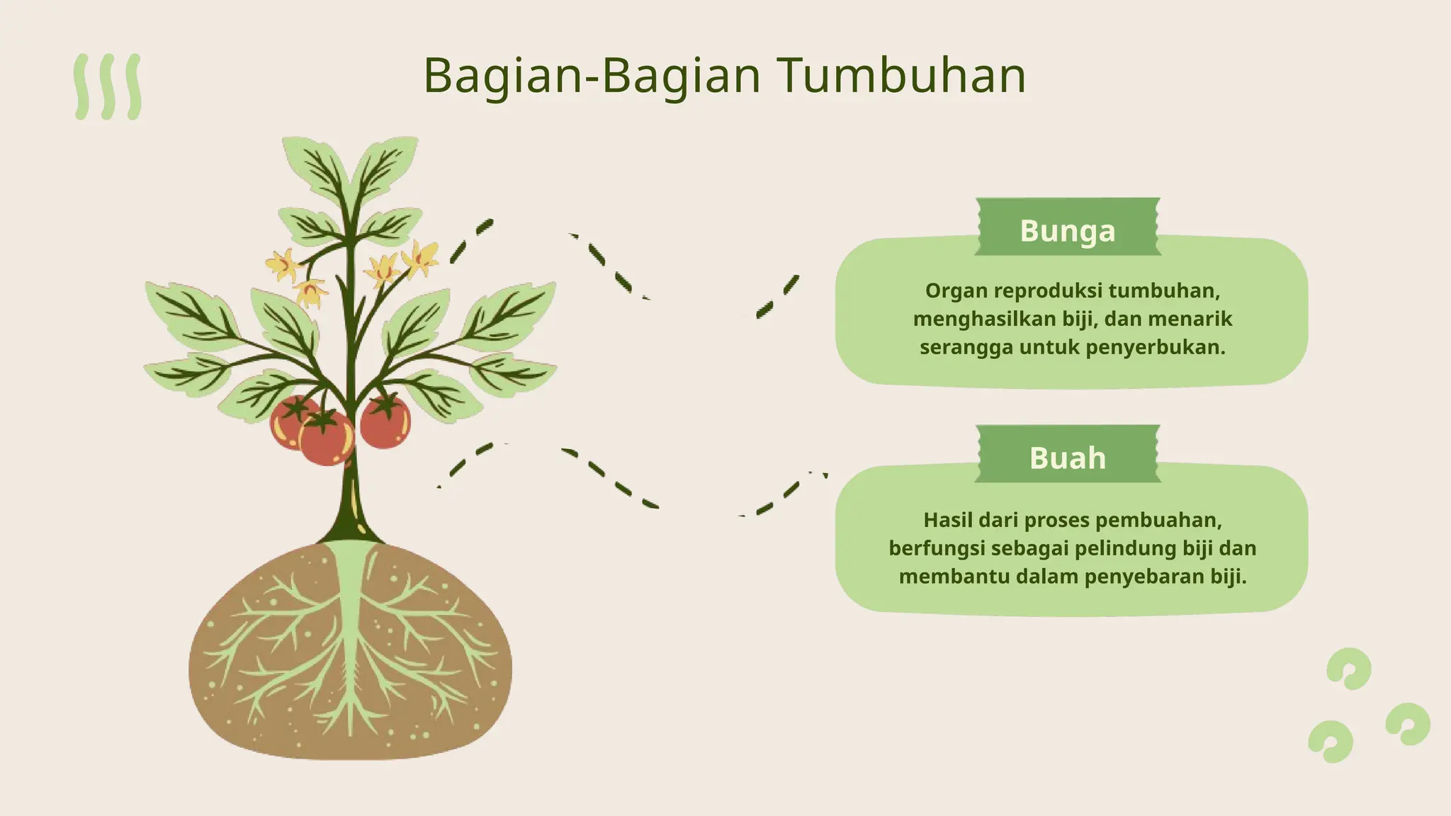 Mengenal Bagian Tubuh Tumbuhan dan Fungsinya .pptx
