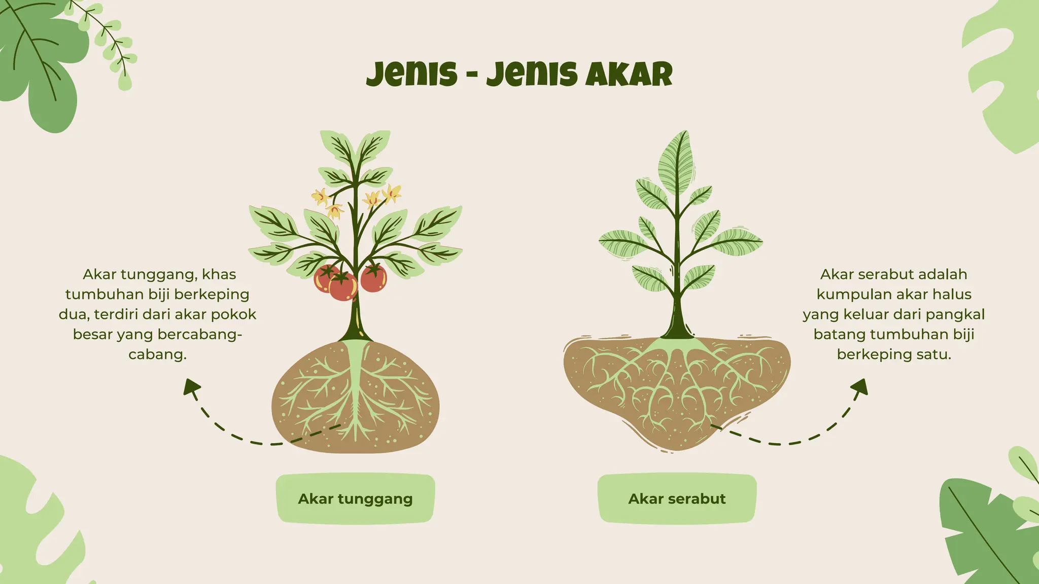 Mengenal Bagian Tubuh Tumbuhan Presentasi Hijau dan Krem Ilustrasi.pdf