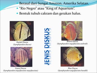 Mengenal Diskus.pdf