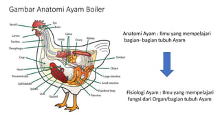 Mengenal Fisiologis Hewan untuk peningkatan bobot ayam broiler | PPTX