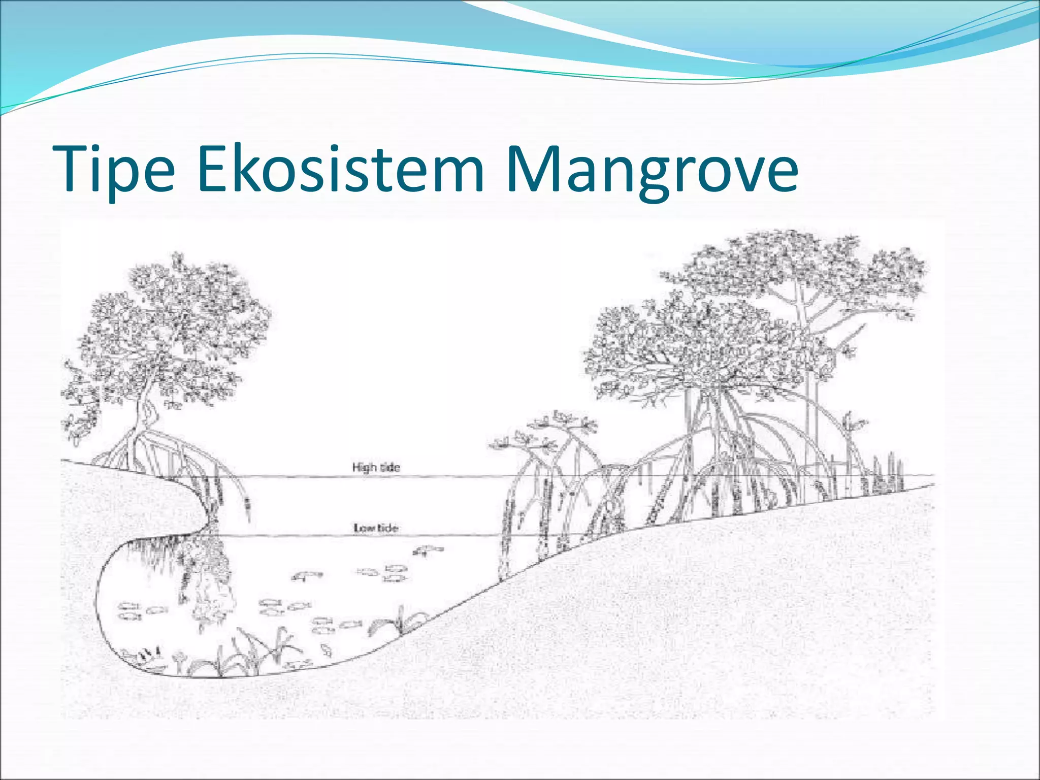 MENGENAL HUTAN MANGROVE.ppt