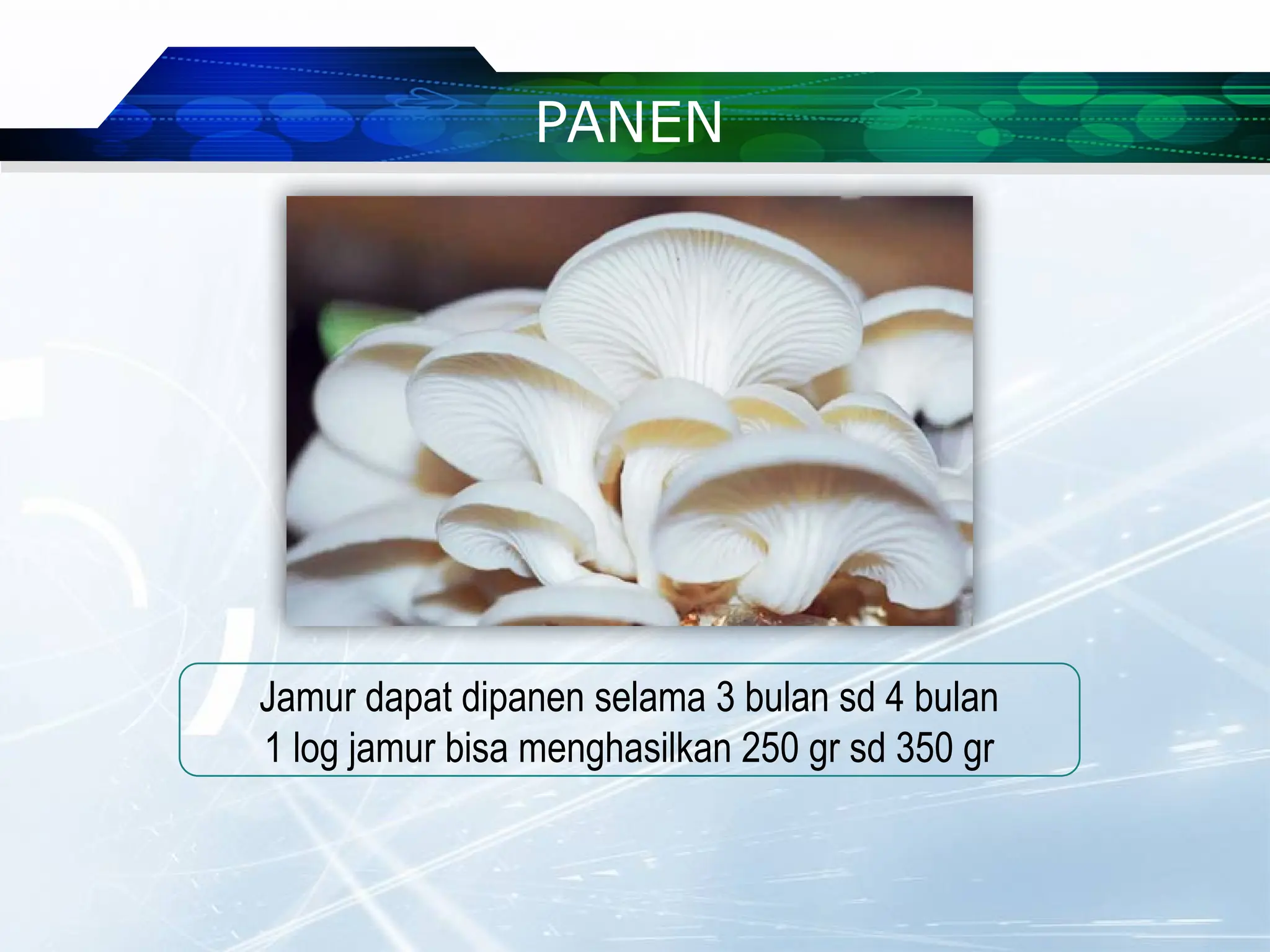 Budidaya Jamur TIram putih pembibitan dan pembesaran.pptx