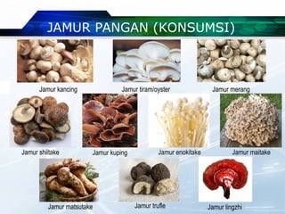 Budidaya Jamur TIram putih pembibitan dan pembesaran.pptx